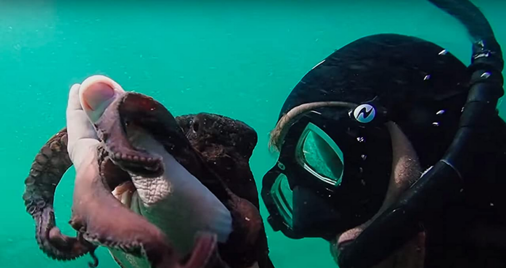 Craig Foster holds the octopus in his hand.